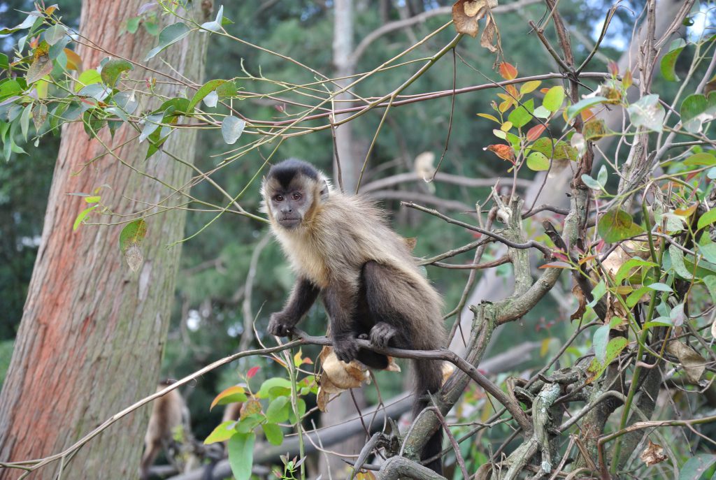 Pró-Reitoria de Cultura e Extensão Universitária da USP